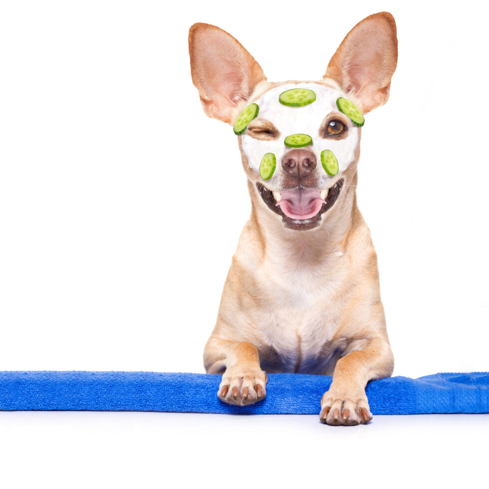 Dog Grooming & Pet Spa Service Madison, AL - Clawington of Madison